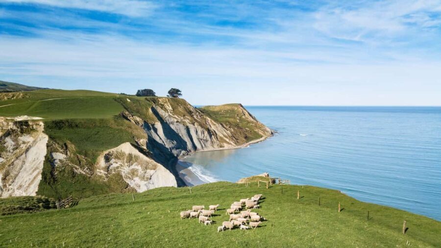 From Christchurch: Sheep Farm Day Trip with Lunch & Winery - Wineries and Wine Tastings in Waipara Valley
