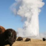 From Cody: Full-Day Yellowstone National Park Tour - What Makes This Yellowstone Tour Special?