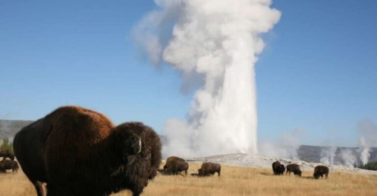 From Cody: Full-Day Yellowstone National Park Tour - What Makes This Yellowstone Tour Special?