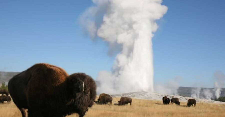 From Cody: Full-Day Yellowstone National Park Tour - What Makes This Yellowstone Tour Special?