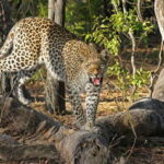 From Colombo: 4-Day Tour with Car, Guide, Meals HB, Hotels - The Practicalities and Value