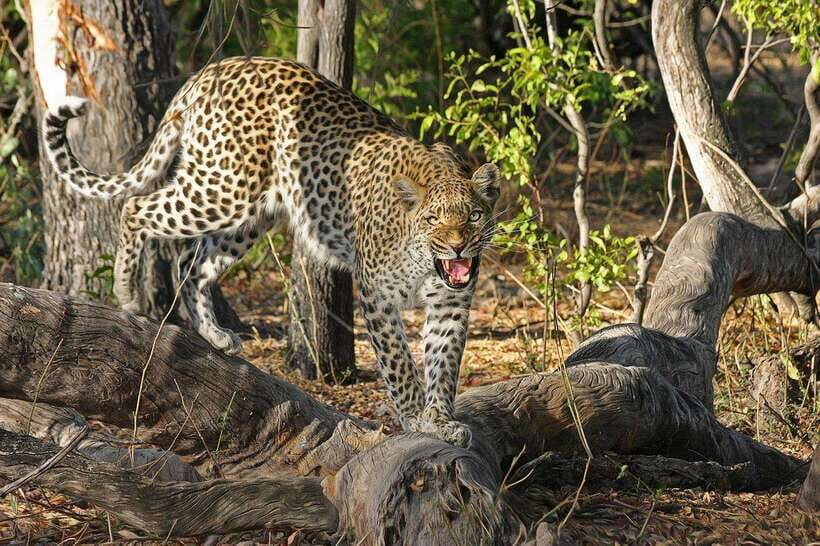 From Colombo: 4-Day Tour with Car, Guide, Meals HB, Hotels - The Practicalities and Value