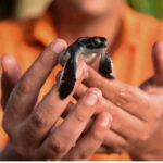 From Colombo: Exclusive Madu River Safari & Turtle Hatchery - The Journey Begins: Planning Your Day