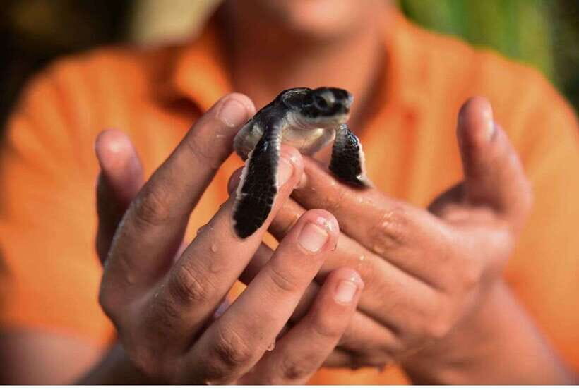 From Colombo: Exclusive Madu River Safari & Turtle Hatchery - The Journey Begins: Planning Your Day