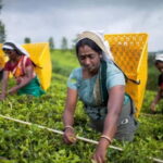 From Colombo: Kandy, Pinnawala and Tea Factory Full-Day Trip - Transportation and Group Dynamics