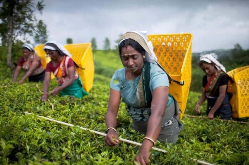 From Colombo: Kandy, Pinnawala and Tea Factory Full-Day Trip - Transportation and Group Dynamics