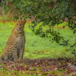 From Colombo/Negombo: Wilpattu National Park 4x4 Safari Tour - Visiting the Spice and Herbal Garden