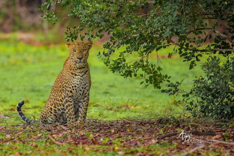 From Colombo/Negombo: Wilpattu National Park 4x4 Safari Tour - Visiting the Spice and Herbal Garden