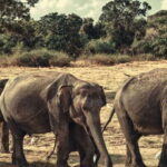 From Colombo: Private Minneriya National Park Day Safari - The Highlight: Elephant Viewing and Wildlife Diversity