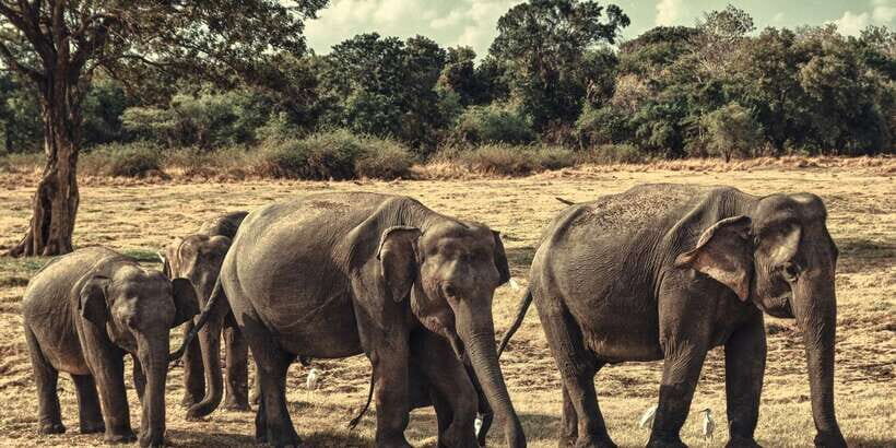 From Colombo: Private Minneriya National Park Day Safari - The Highlight: Elephant Viewing and Wildlife Diversity