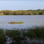 From Colombo: Wilpattu National Park Safari - Pricing and Value