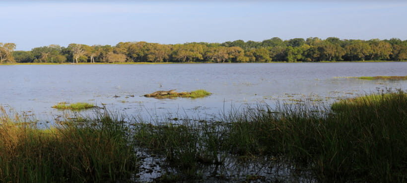 From Colombo: Wilpattu National Park Safari - Pricing and Value