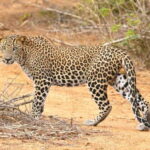From Colombo: Yala National Park, Galle Mirissa, 2-Day Tour - What’s Included and What’s Not