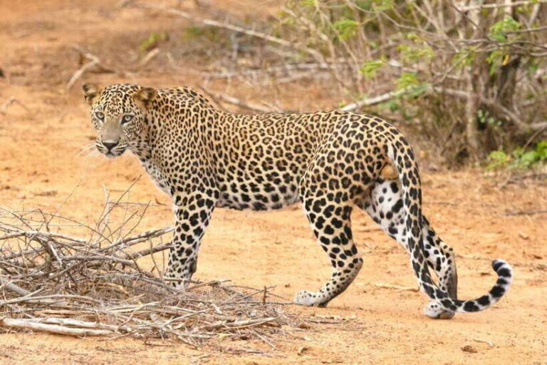 From Colombo: Yala National Park, Galle Mirissa, 2-Day Tour - What’s Included and What’s Not