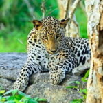 From Colombo: Yala National Park Private Jeep Safari - Detailed Breakdown of the Experience