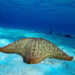 From Cozumel: 3 Reefs Boat Tour with Drinks and Snorkeling - The Pros and Cons
