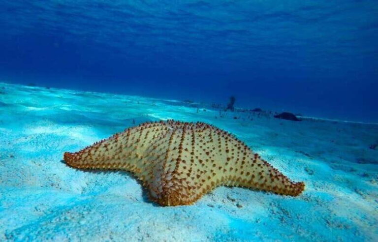 From Cozumel: 3 Reefs Boat Tour with Drinks and Snorkeling - The Pros and Cons
