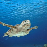 From Cozumel: Double Tank Scuba Diving for Certified Divers - An in-depth look at what you can expect