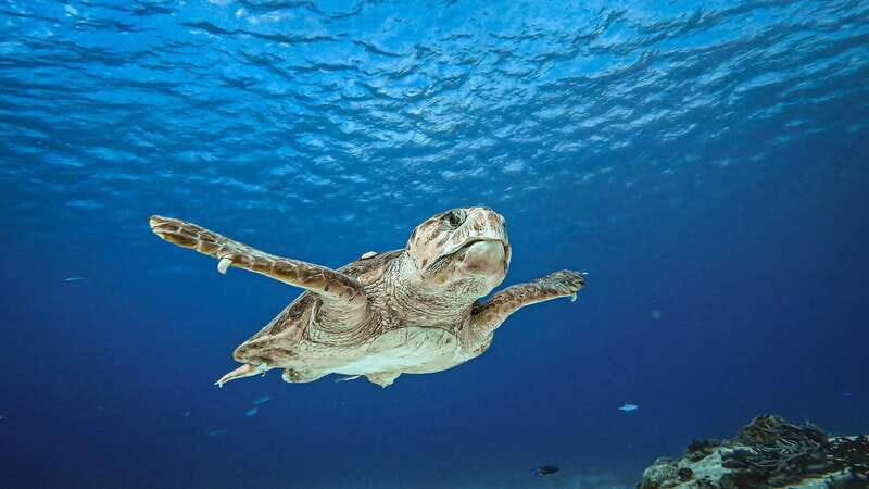 From Cozumel: Double Tank Scuba Diving for Certified Divers - An in-depth look at what you can expect