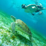 From Cozumel: Starfish, Stingrays and the Turtle Sanctuary - The Itinerary Explored