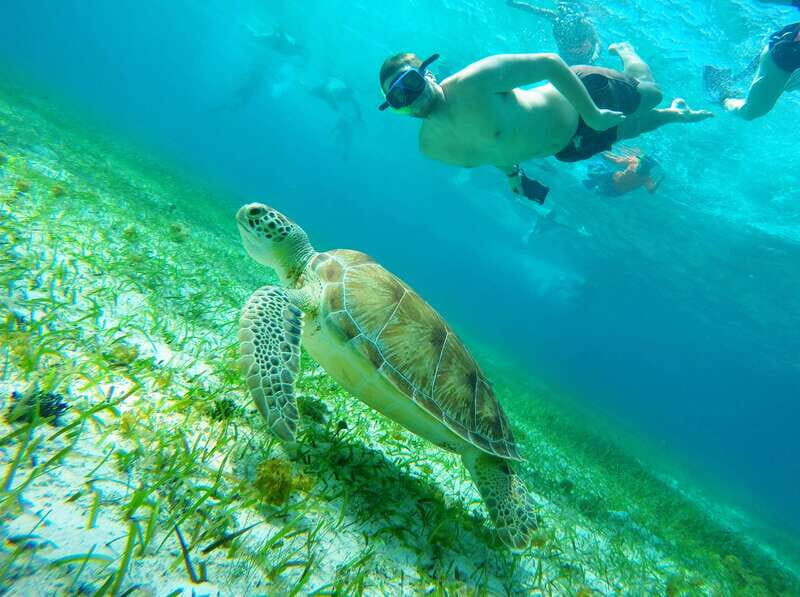 From Cozumel: Starfish, Stingrays and the Turtle Sanctuary - The Itinerary Explored