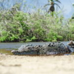 From Crucecita: Ventanilla, Zipolite, and Puerto Ángel Tour - Practical Tips for the Tour