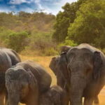 From Dambulla: Full Day Safari at Minneriya National Park - Who Would Enjoy This Tour?