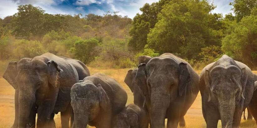 From Dambulla: Full Day Safari at Minneriya National Park - Who Would Enjoy This Tour?