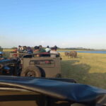 From Dambulla: Minneriya National Park wild Jeep Safari - An In-Depth Look at the Minneriya Safari Experience