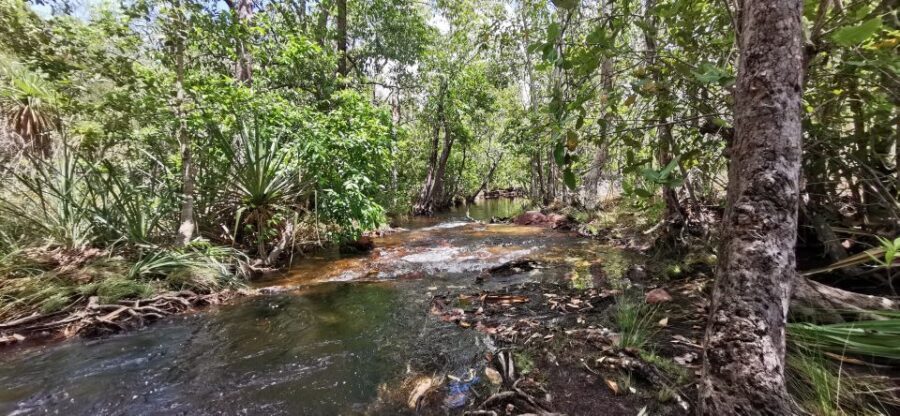 From Darwin: Litchfield National Park Small-Group Day Trip - What Sets This Tour Apart
