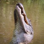 From Darwin: Litchfield Park Tour & Jumping Crocodile Cruise - The Real Value: Price and Experience