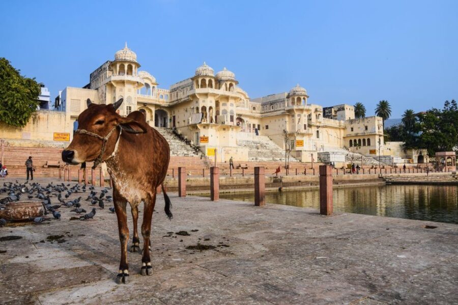From Delhi: Full Day Jaipur City Guided Tour with Lunch - The Practical Aspects
