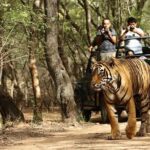 From Delhi: Golden Triangle with Tiger Safari Private Tour - The Value and Practical Aspects