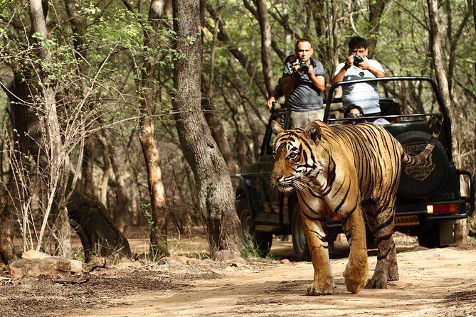 From Delhi: Golden Triangle with Tiger Safari Private Tour - The Value and Practical Aspects