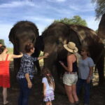 From Delhi: Sunrise Taj Mahal Tour With Elephant SOS - Value and Practical Tips