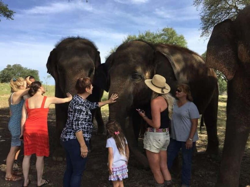 From Delhi: Sunrise Taj Mahal Tour With Elephant SOS - Value and Practical Tips