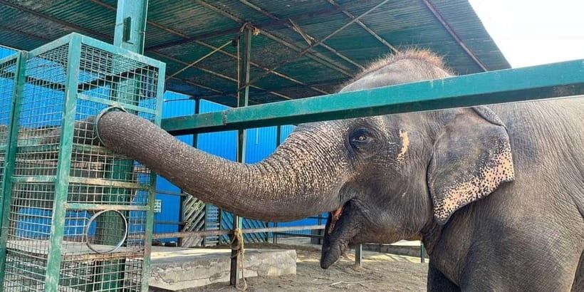 From Delhi: Taj Mahal & Agra Tour with Elephant Wildlife SOS - The Details That Matter