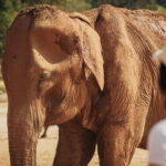 From Delhi: Taj Mahal & Elephant Rescue Day Trip with Guide - How This Tour Balances Value and Experience