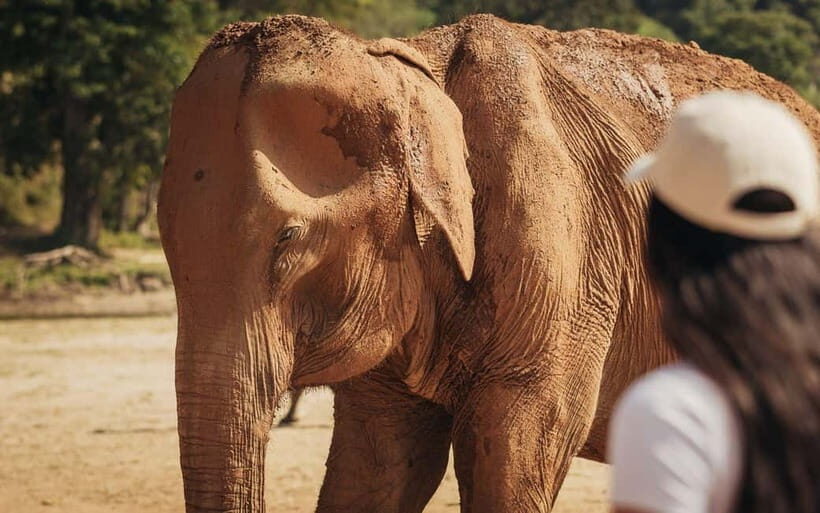 From Delhi: Taj Mahal & Elephant Rescue Day Trip with Guide - How This Tour Balances Value and Experience