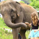 From Delhi: Taj Mahal Sunrise and Elephant Conservation Tour - Practical Details & Tips