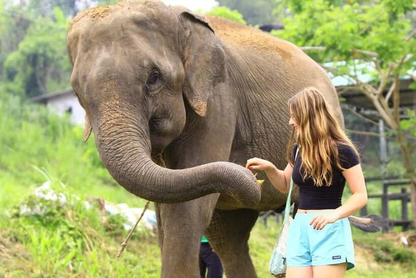 From Delhi: Taj Mahal Sunrise and Elephant Conservation Tour - Practical Details & Tips