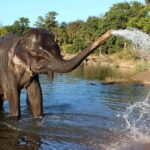 From Delhi: Taj Mahal Sunrise Tour w/ Elephant Conservation - A Deep Dive into the Tour Experience