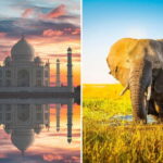 From Delhi: Taj Mahal Sunrise Tour with Elephant SOS Center - What Makes This Tour Stand Out?