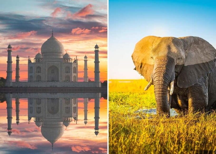 From Delhi: Taj Mahal Sunrise Tour with Elephant SOS Center - What Makes This Tour Stand Out?