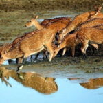From Ella: 2-Day Yala Park Safari with Arugam Bay Drop-off - What It Means for You