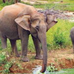 From Ella: All Inclusive Udawalawe National Park Safari - In-Depth Look at the Itinerary