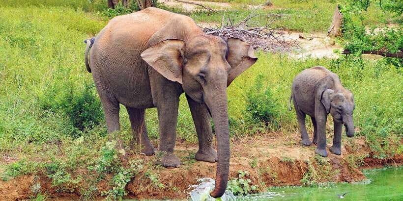 From Ella: All Inclusive Udawalawe National Park Safari - In-Depth Look at the Itinerary