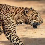 From Ella: Drop to Tangalle/Hiriketiya/Mirissa & Yala Safari - Weighing the Value