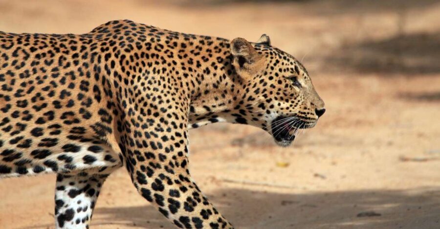 From Ella: Drop to Tangalle/Hiriketiya/Mirissa & Yala Safari - Weighing the Value