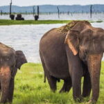 From Ella: Shuttle to Tangalle/Hiriketiya w Udawalawe Safari - The Price and Value Considerations